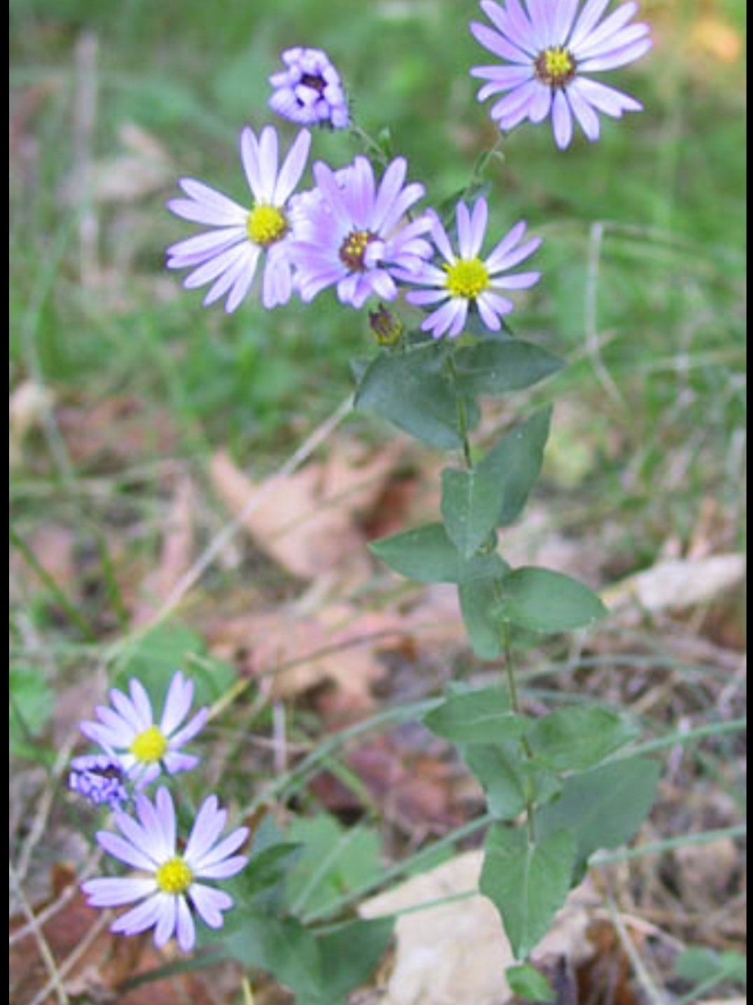 Wild Blue Aster
